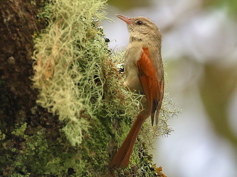 Crested Spinetail - eBird