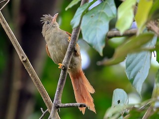 Crested Spinetail - eBird