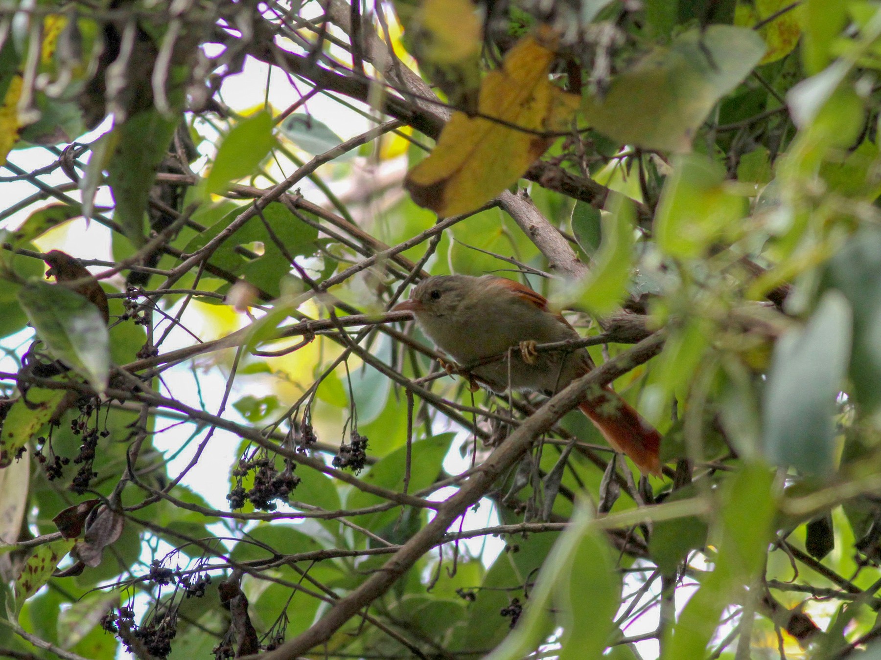 Crested Spinetail - eBird