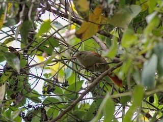 Crested Spinetail - eBird
