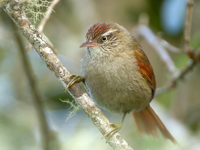 Streak-capped Spinetail - eBird