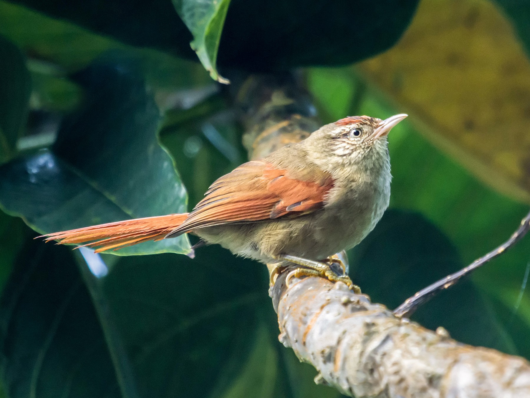 Streak-capped Spinetail - eBird