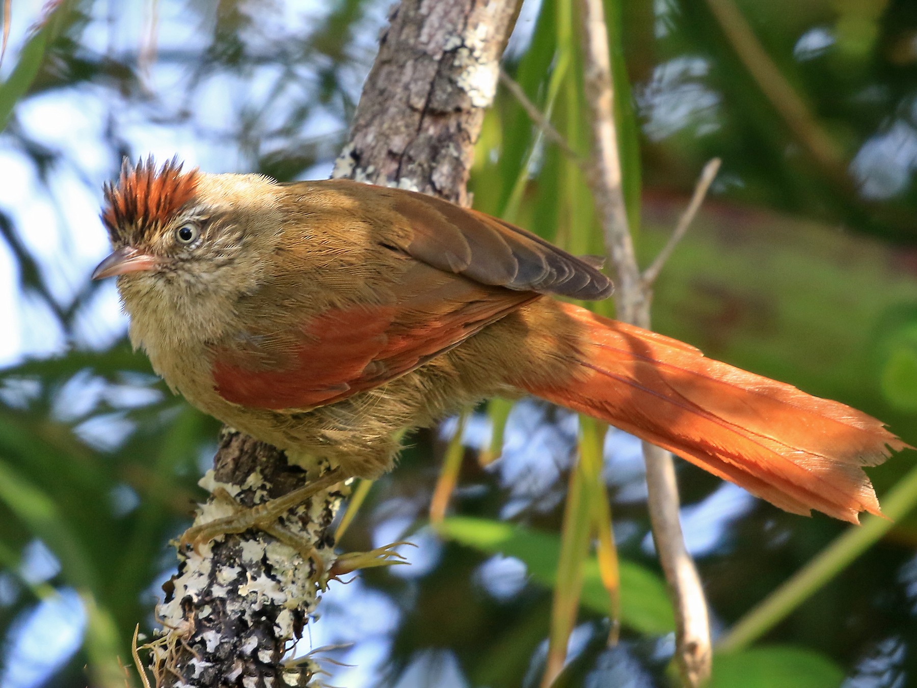 Streak-capped Spinetail - eBird