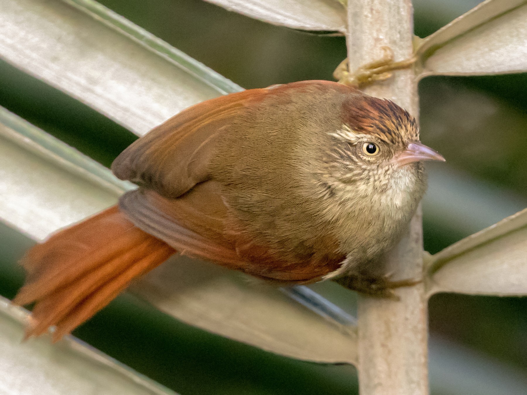 Streak-capped Spinetail - eBird