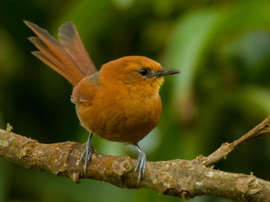 Rusty-headed Spinetail - eBird