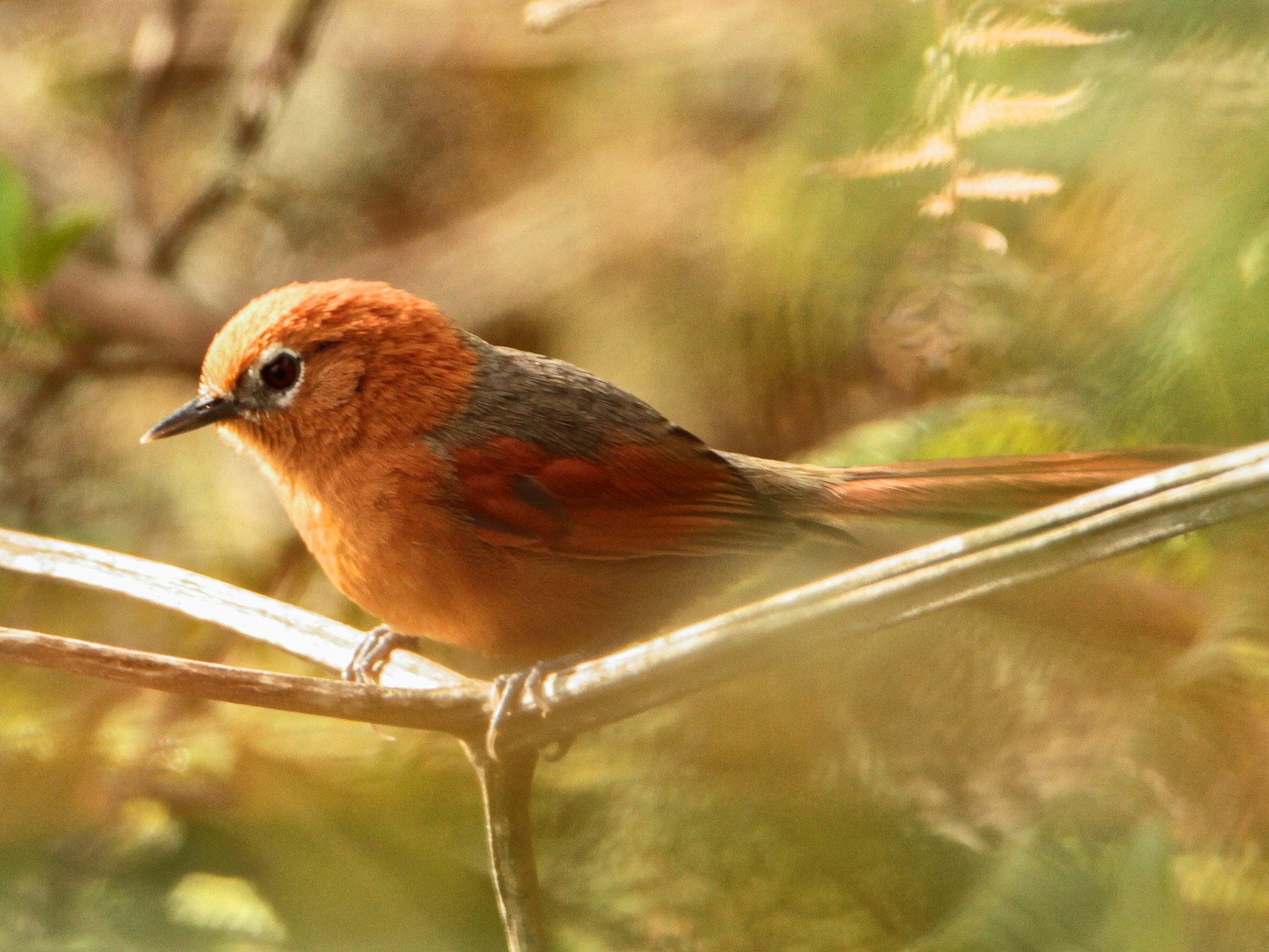 Rusty-headed Spinetail - eBird