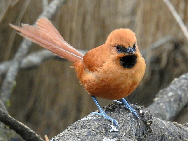Photos - Black-throated Spinetail - Synallaxis castanea - Birds of the ...