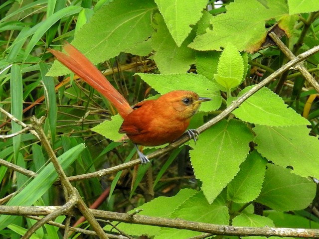 Photos - Black-throated Spinetail - Synallaxis castanea - Birds of the ...