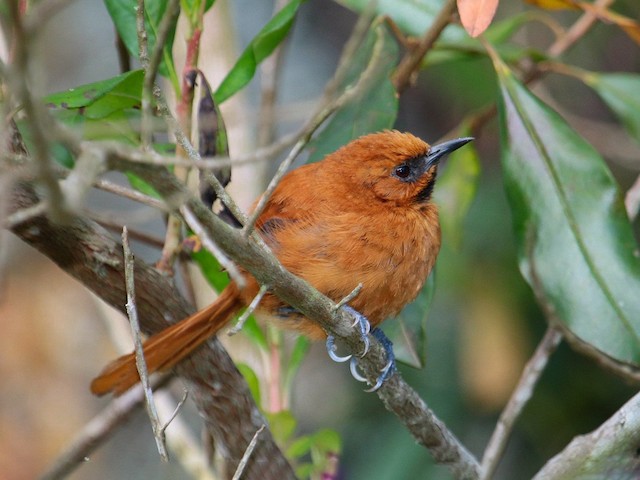 Photos - Black-throated Spinetail - Synallaxis castanea - Birds of the ...