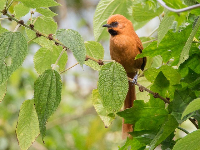 Photos - Black-throated Spinetail - Synallaxis castanea - Birds of the ...