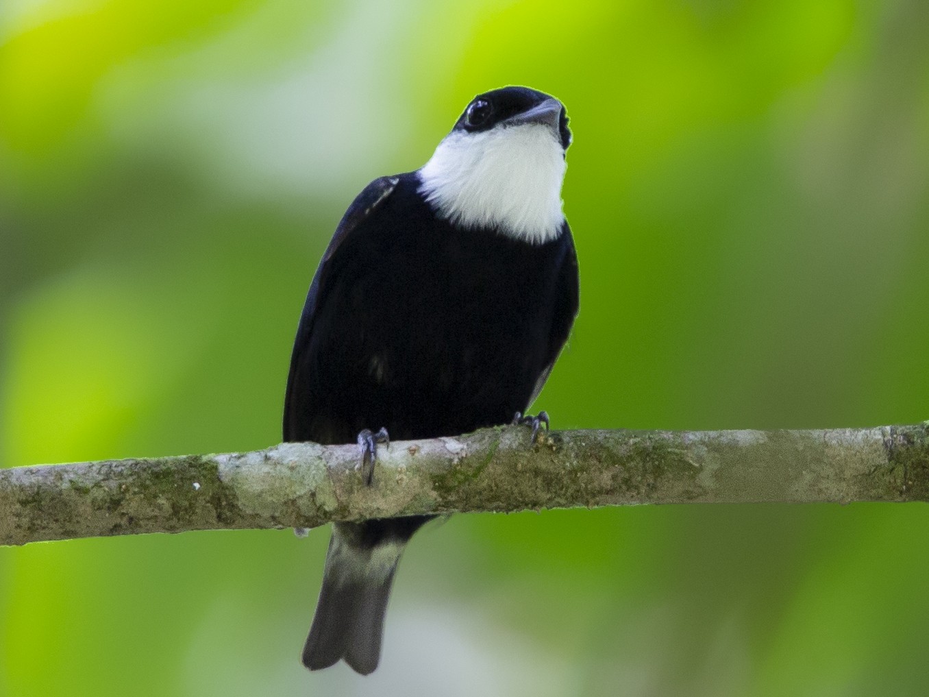 Saltarín gorjiblanco oriental - eBird
