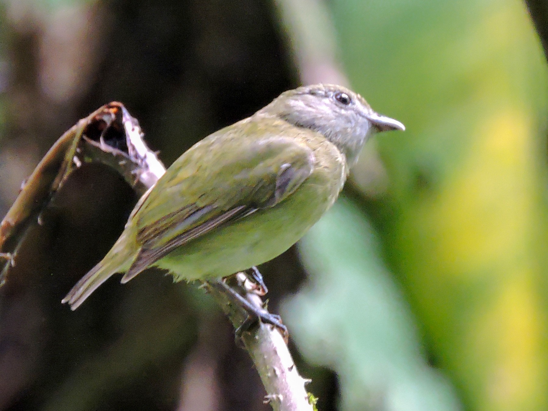 Saltarín gorjiblanco oriental - eBird