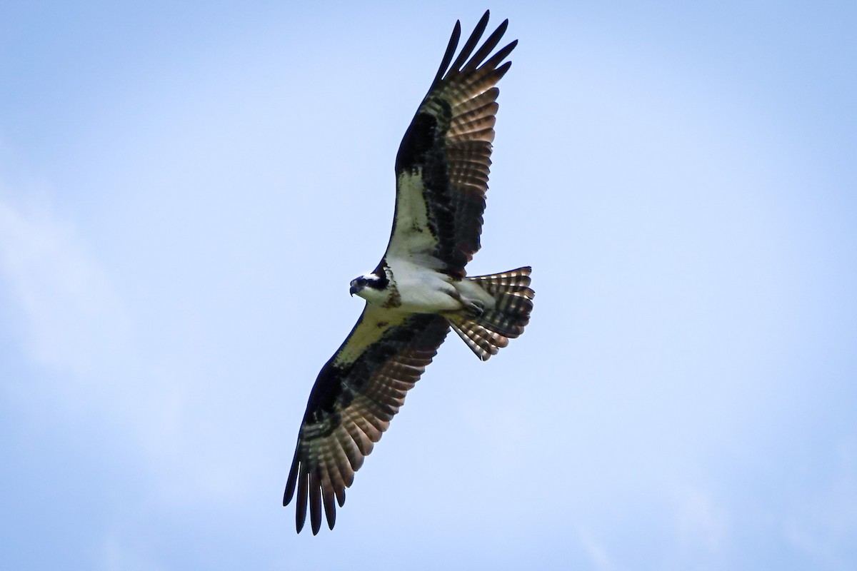 eBird Checklist - 5 Jun 2020 - Catawba River Access - Fort Mill Dam - 4 ...