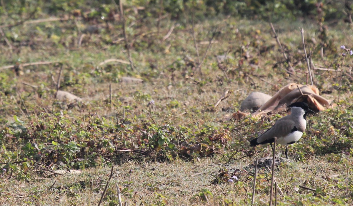 eBird Checklist - 22 Jan 2011 - Corbett NP--General - 59 species
