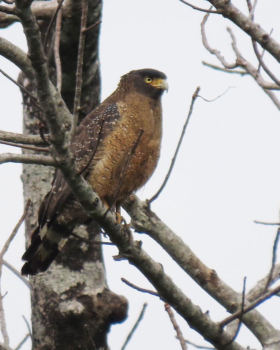 eBird Checklist - 9 Feb 2020 - Doimara, West Kameng - 25 species