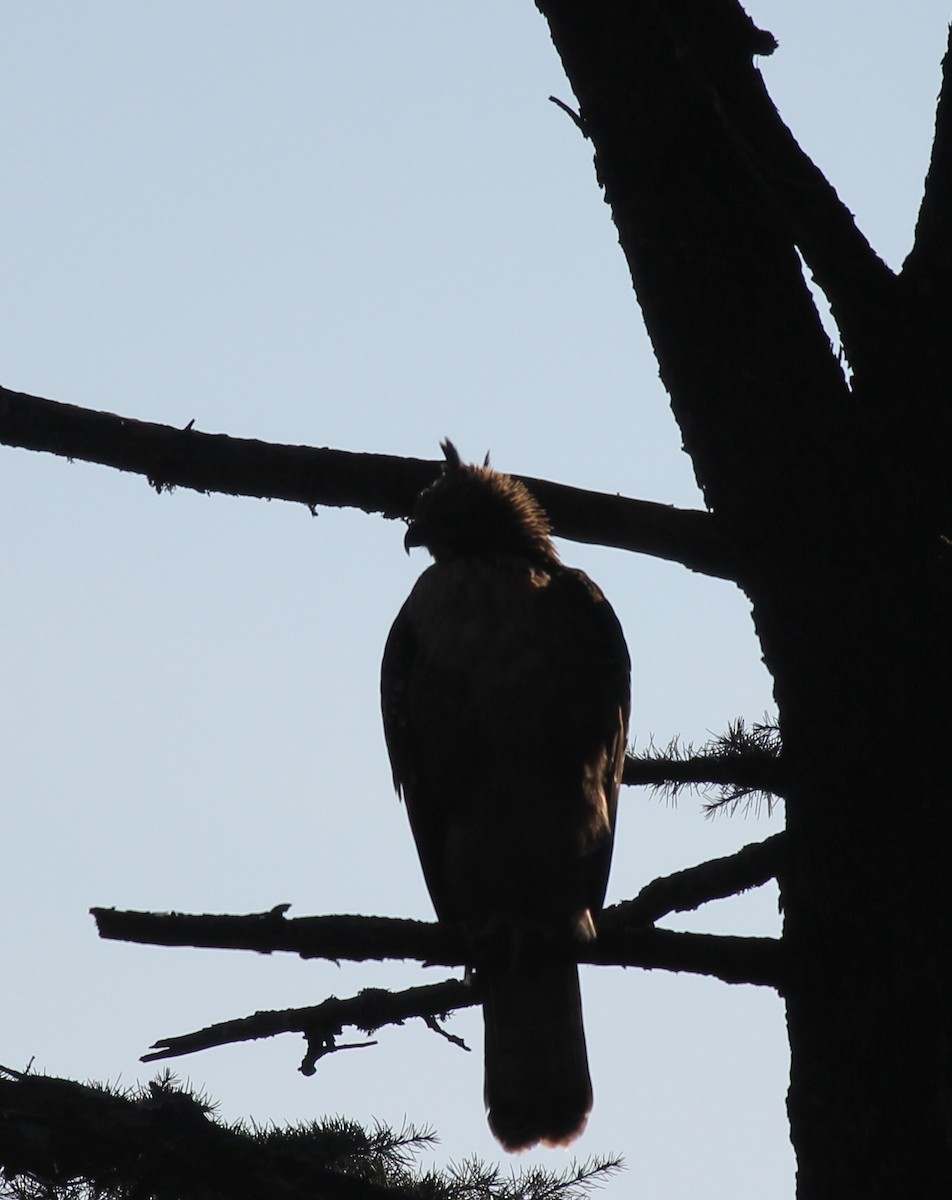 eBird Checklist - 27 Jan 2011 - Jungle Lore Birding Lodge - 58 species ...