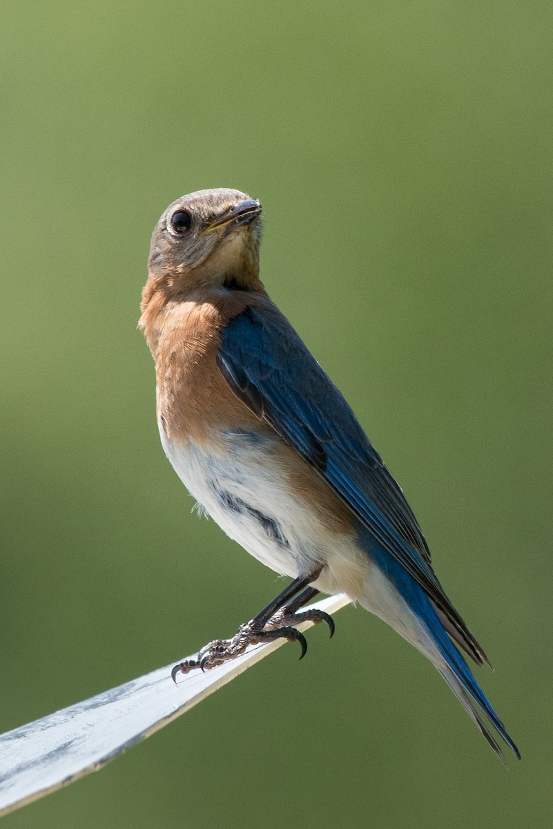 eBird Québec Checklist - 5 Jun 2020 - George Montgomery Sanctuary - 10 ...