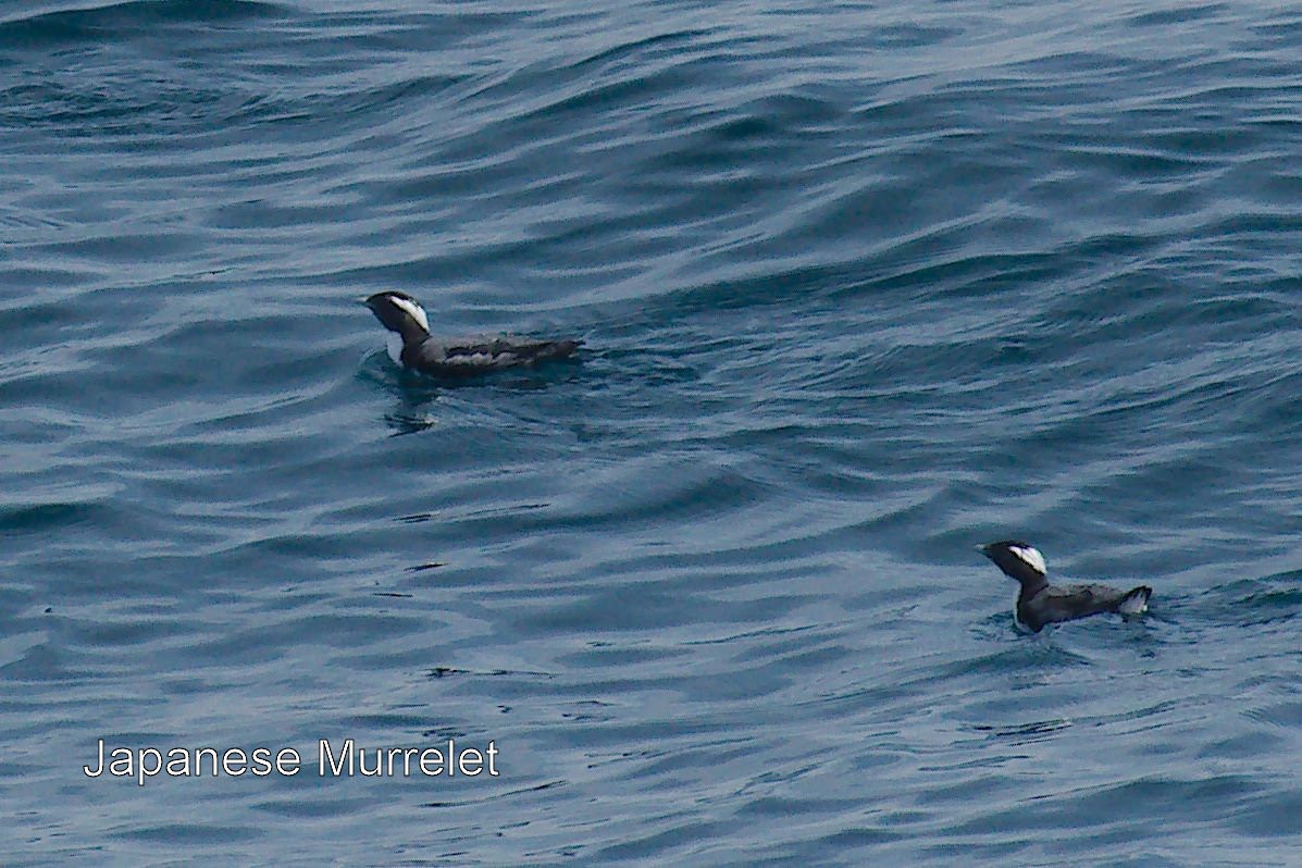 eBird Checklist - 6 May 2015 - At Sea - 11 species