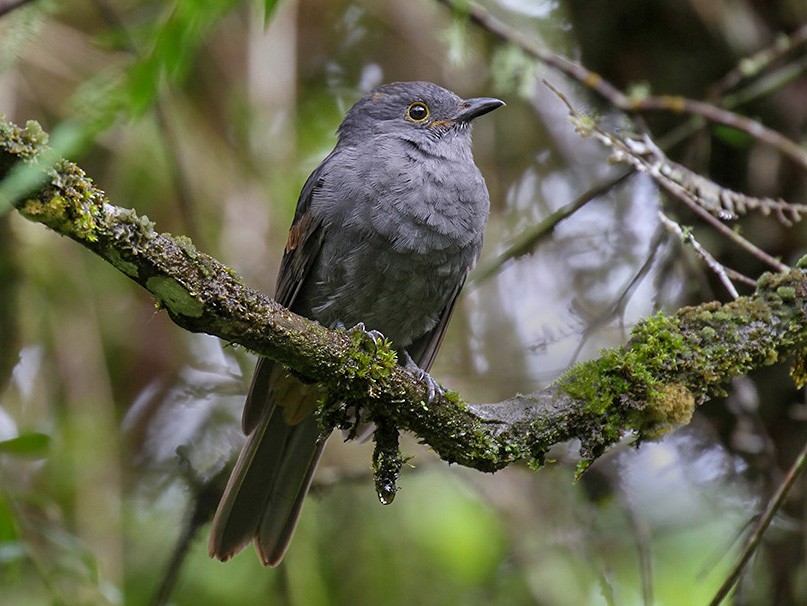 Chestnut-capped Piha - eBird