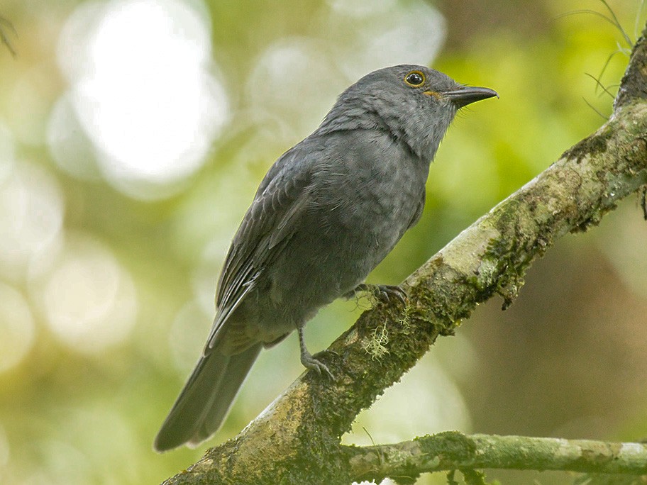 Chestnut-capped Piha - eBird