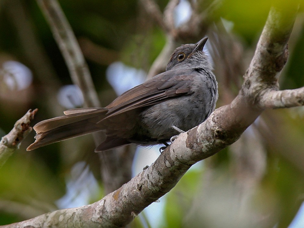 Chestnut-capped Piha - eBird