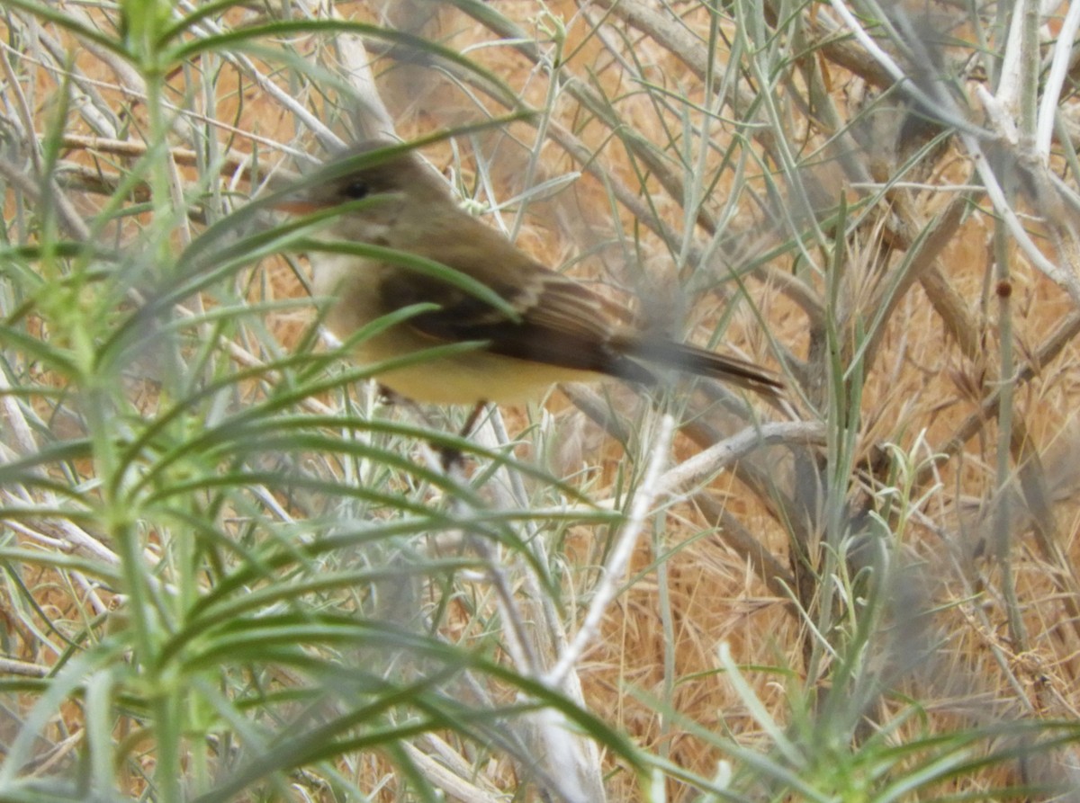 eBird Checklist - 6 Jun 2020 - Apollo Park - 18 species (+1 other taxa)