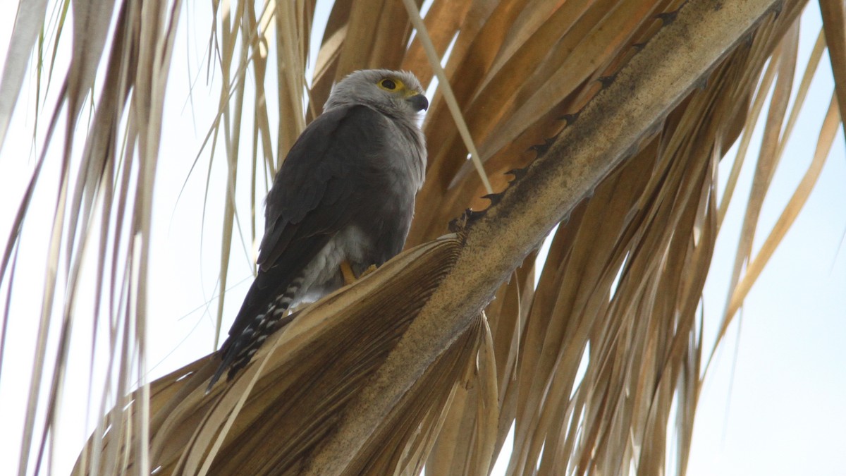 Dickinson's Kestrel - Falco dickinsoni - Birds of the World