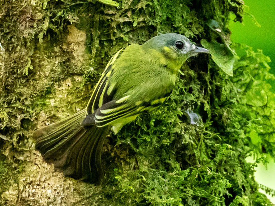 Antioquia Bristle-Tyrant - eBird
