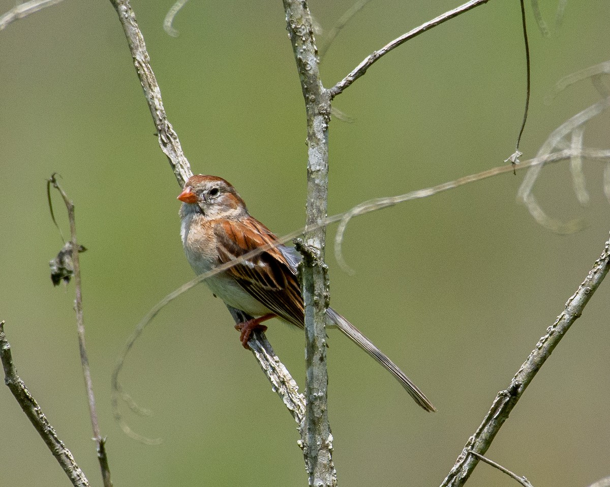 eBird Checklist - 6 Jun 2020 - Haw Ridge Park - 29 species