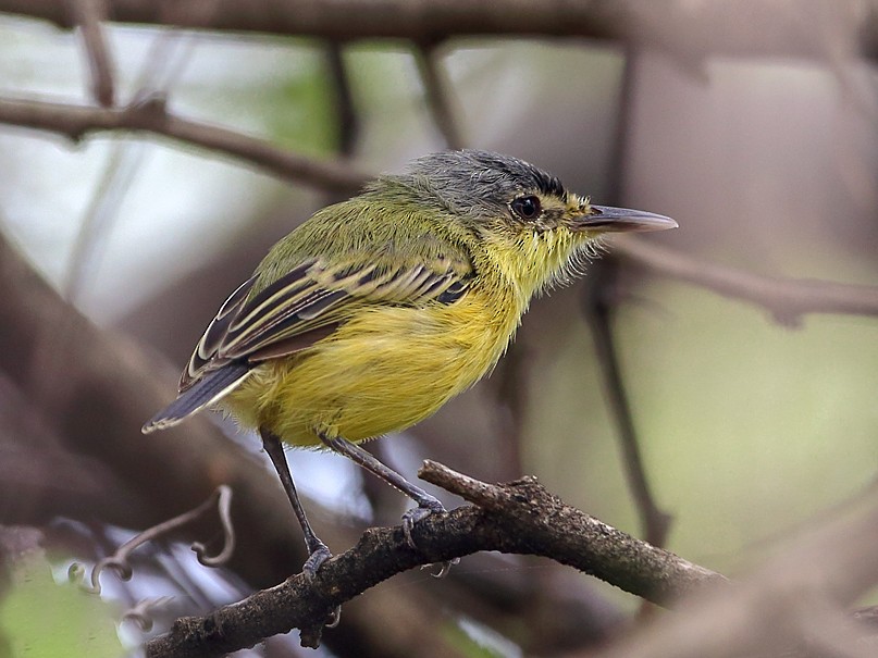 Maracaibo Tody-Flycatcher - eBird