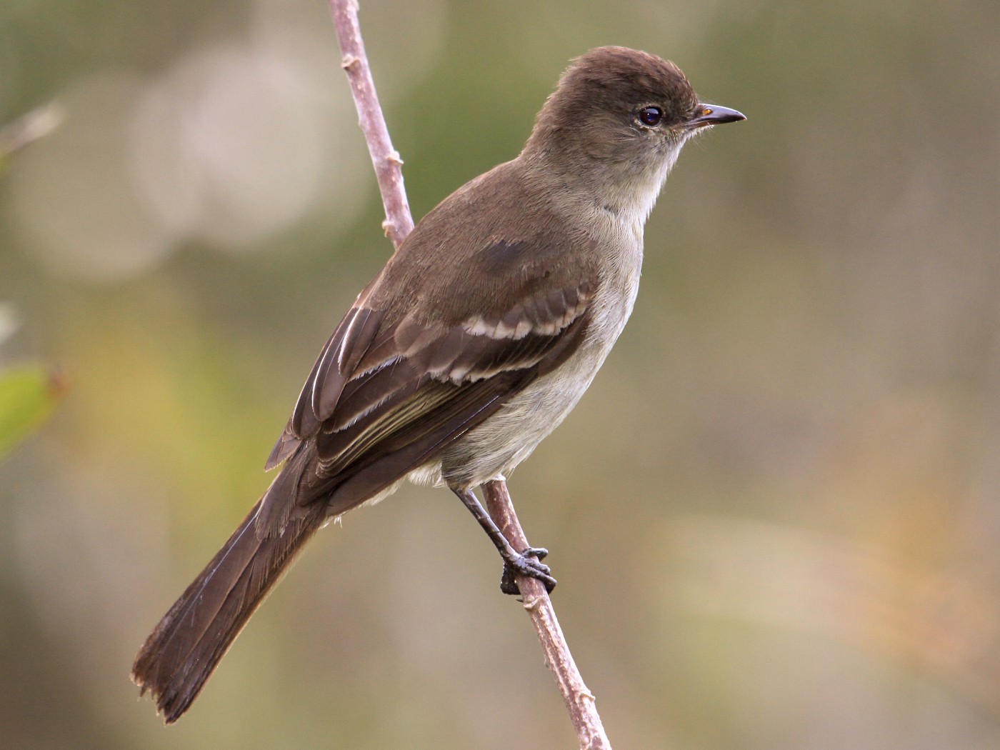 Fiofío de Day - eBird