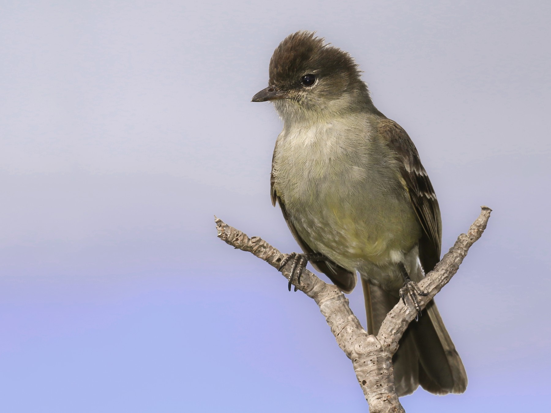 Fiofío de Day - eBird