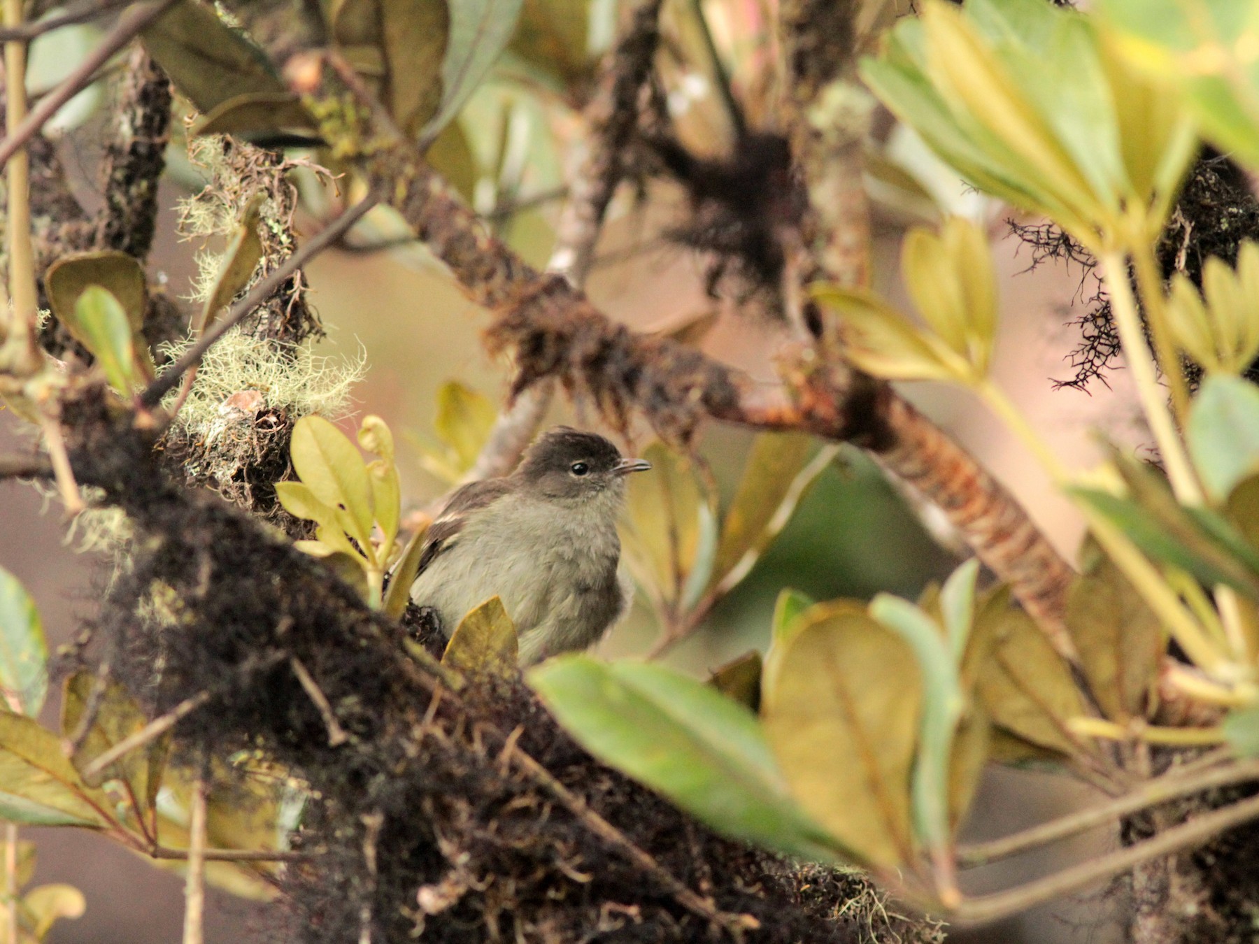 Fiofío de Day - eBird