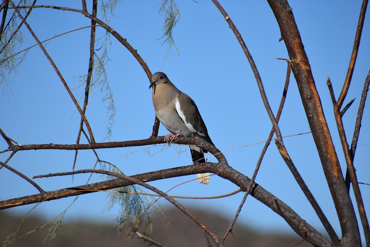 eBird Checklist - 7 Jun 2020 - El Rio Open Space Preserve - 11 species