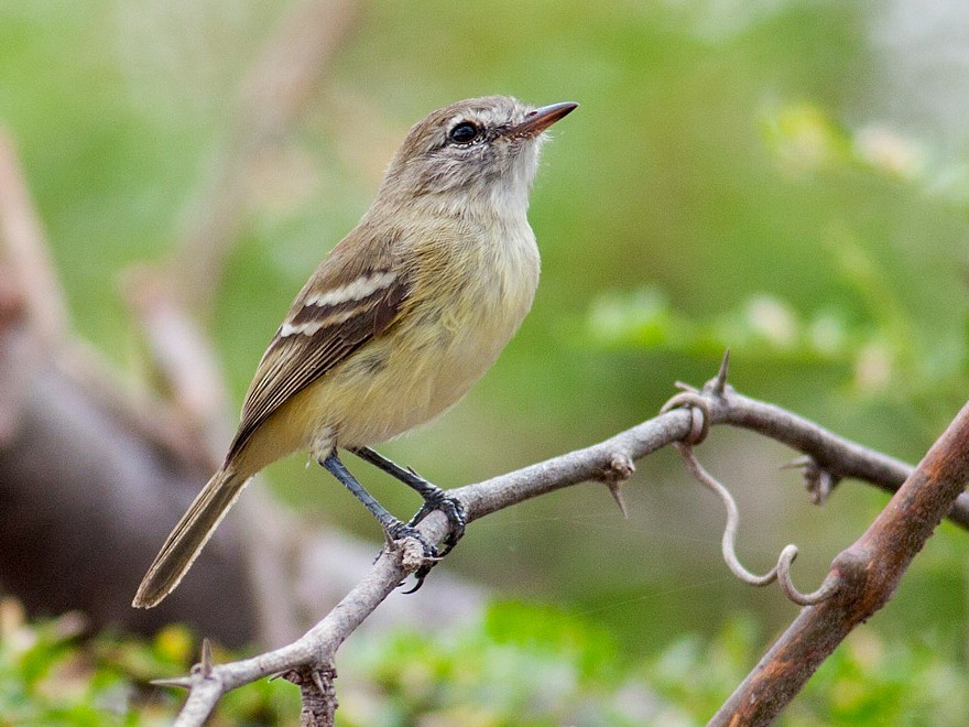 Slender-billed Tyrannulet - eBird