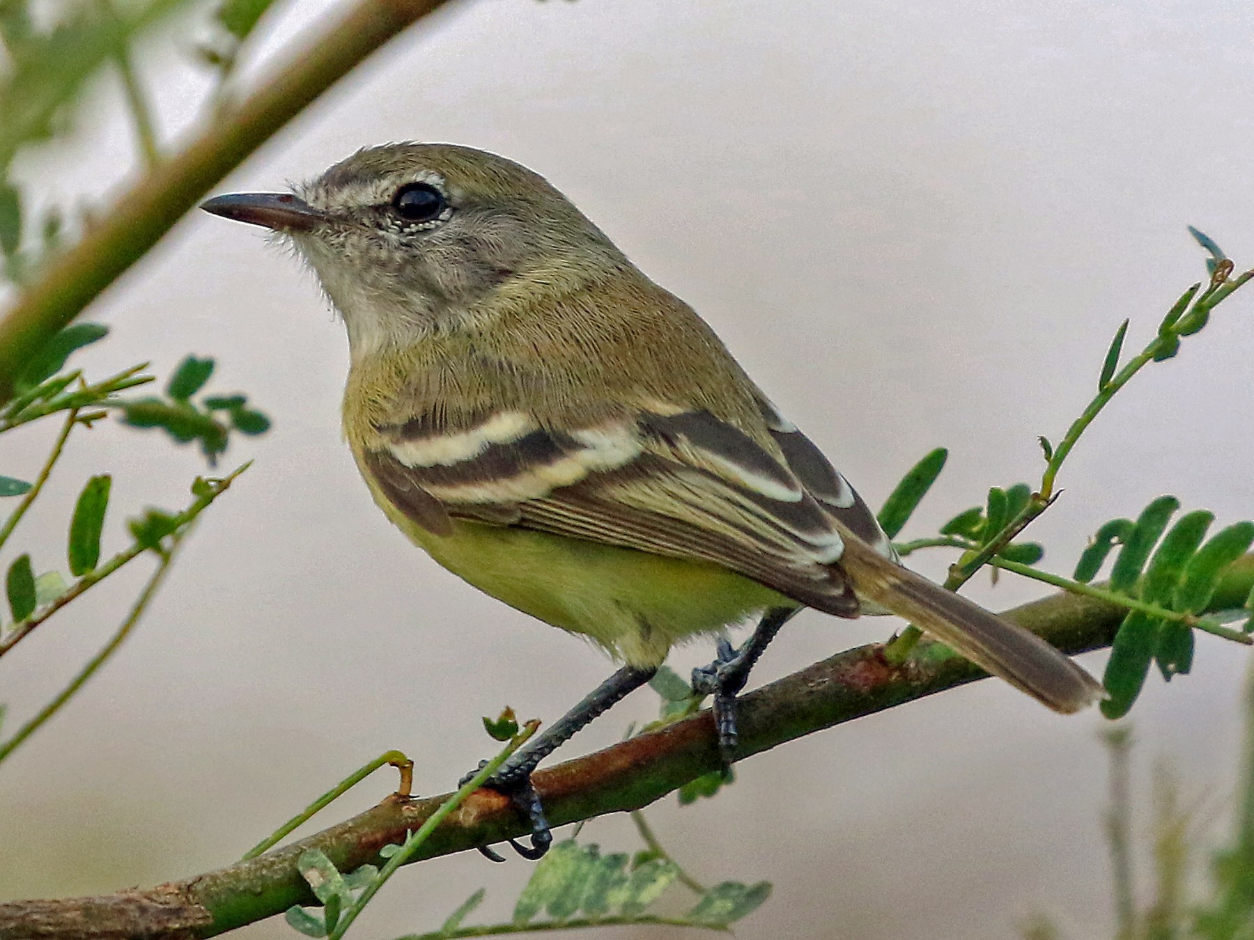 Slender-billed Inezia - eBird