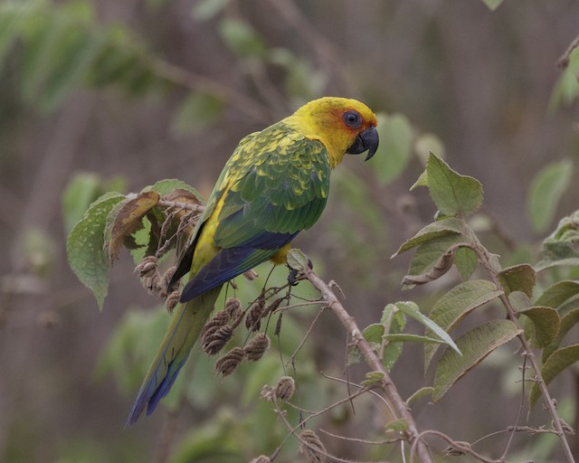 Photos - Sun Parakeet - Aratinga solstitialis - Birds of the World