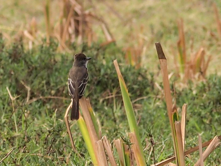 Venezuelan Flycatcher - eBird