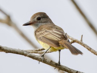 Venezuelaschopftyrann - eBird