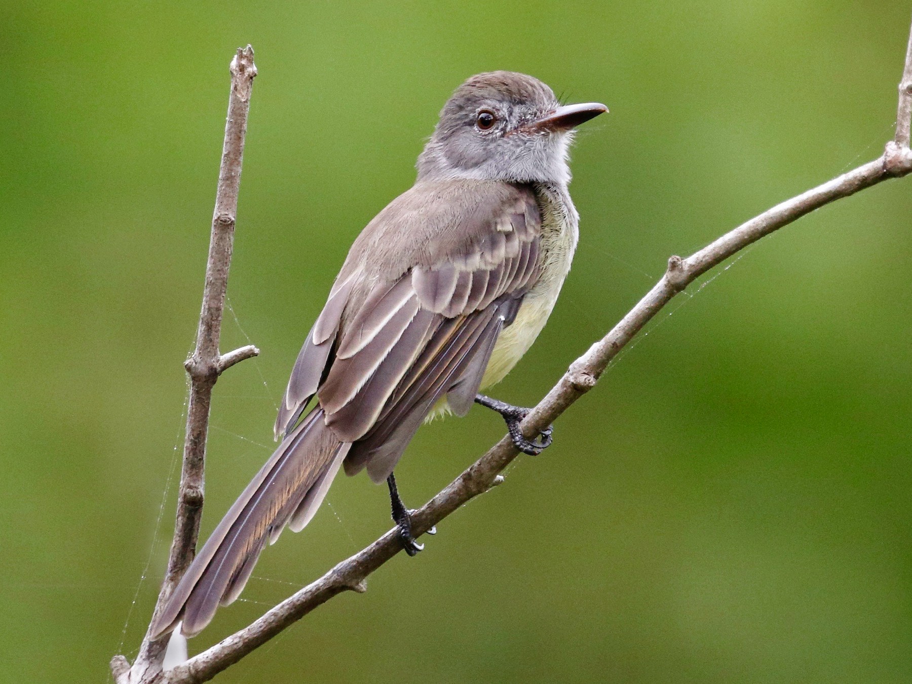 Venezuelan Flycatcher - eBird