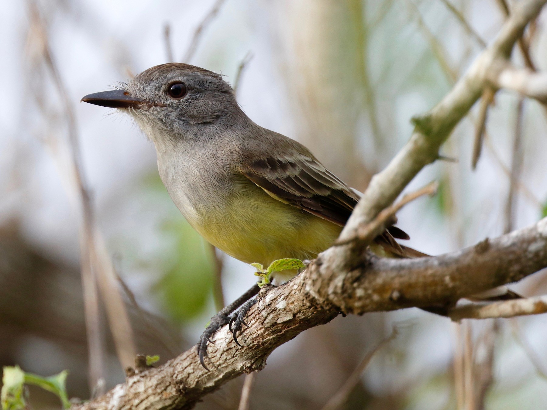 Venezuelan Flycatcher - eBird