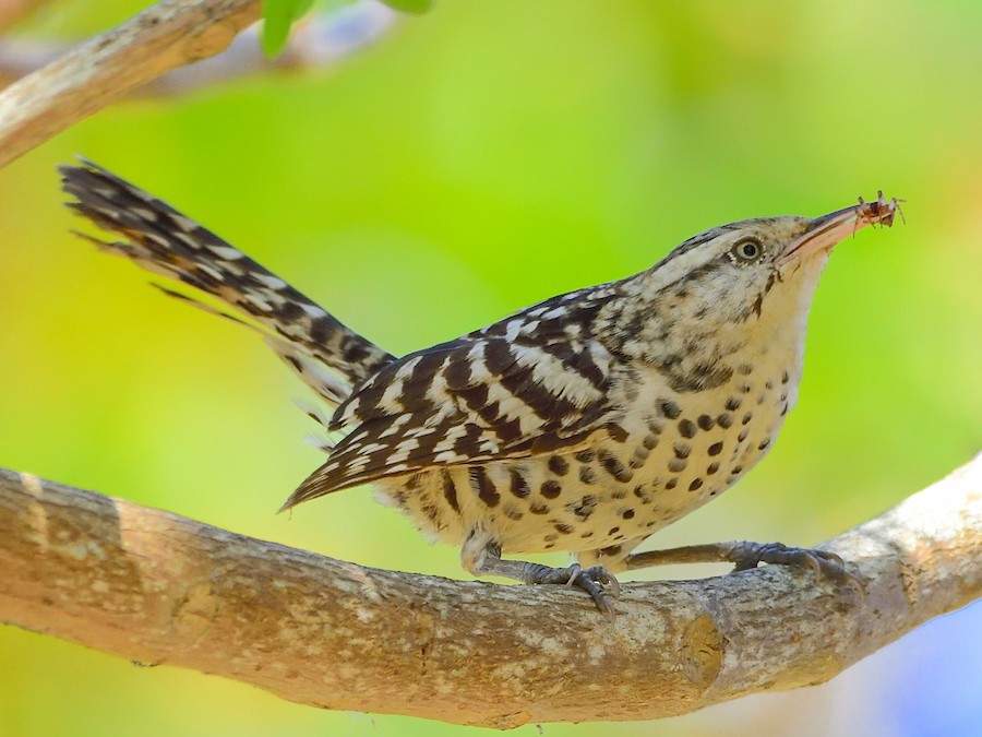 Stripe-backed Wren - eBird