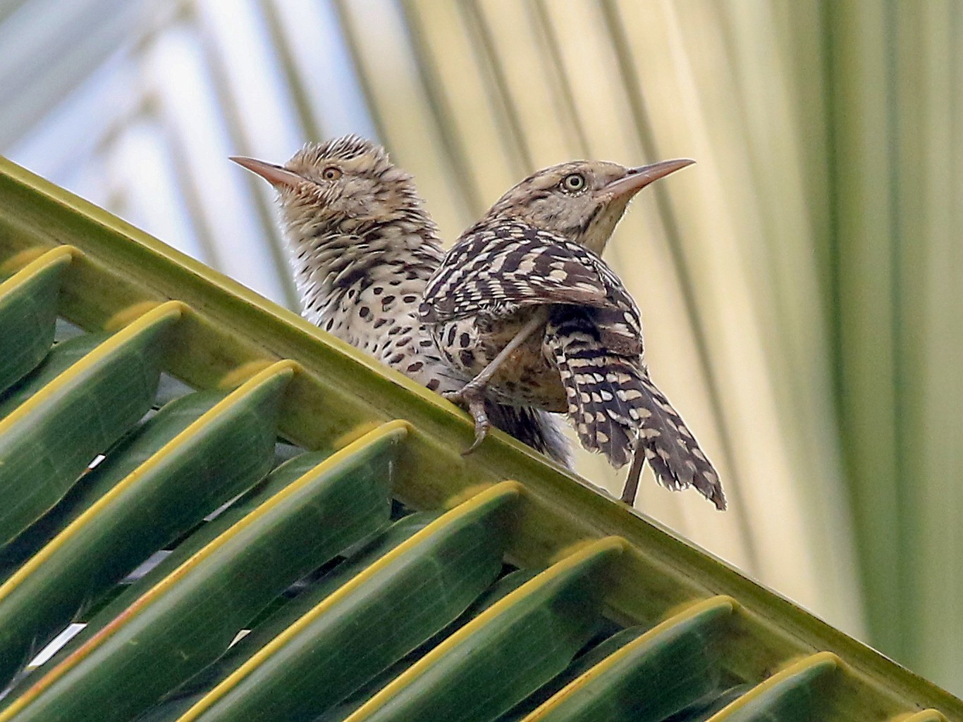 Stripe-backed Wren - eBird