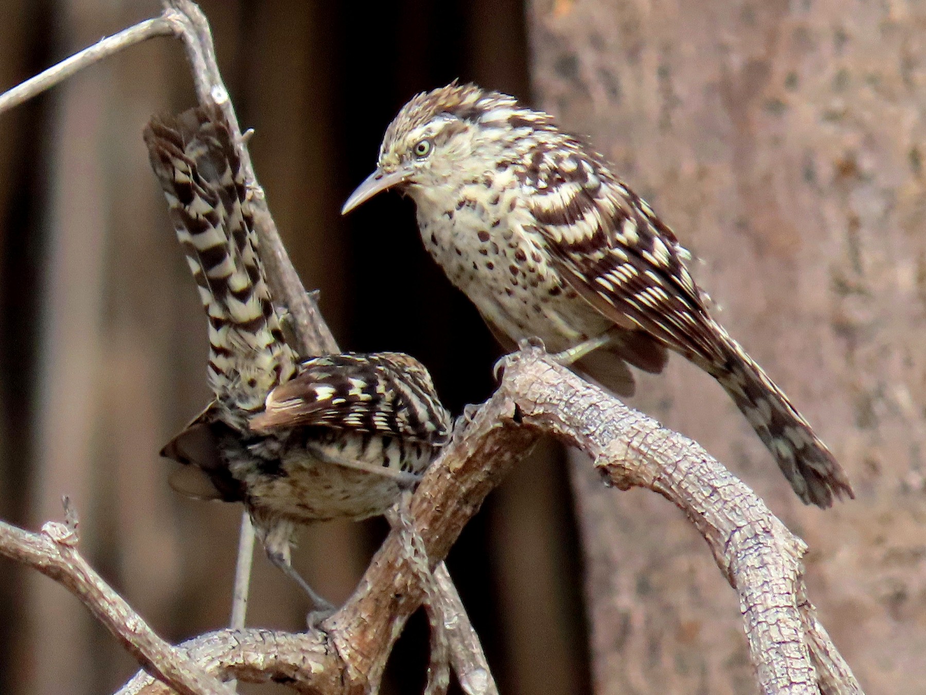 Stripe-backed Wren - eBird