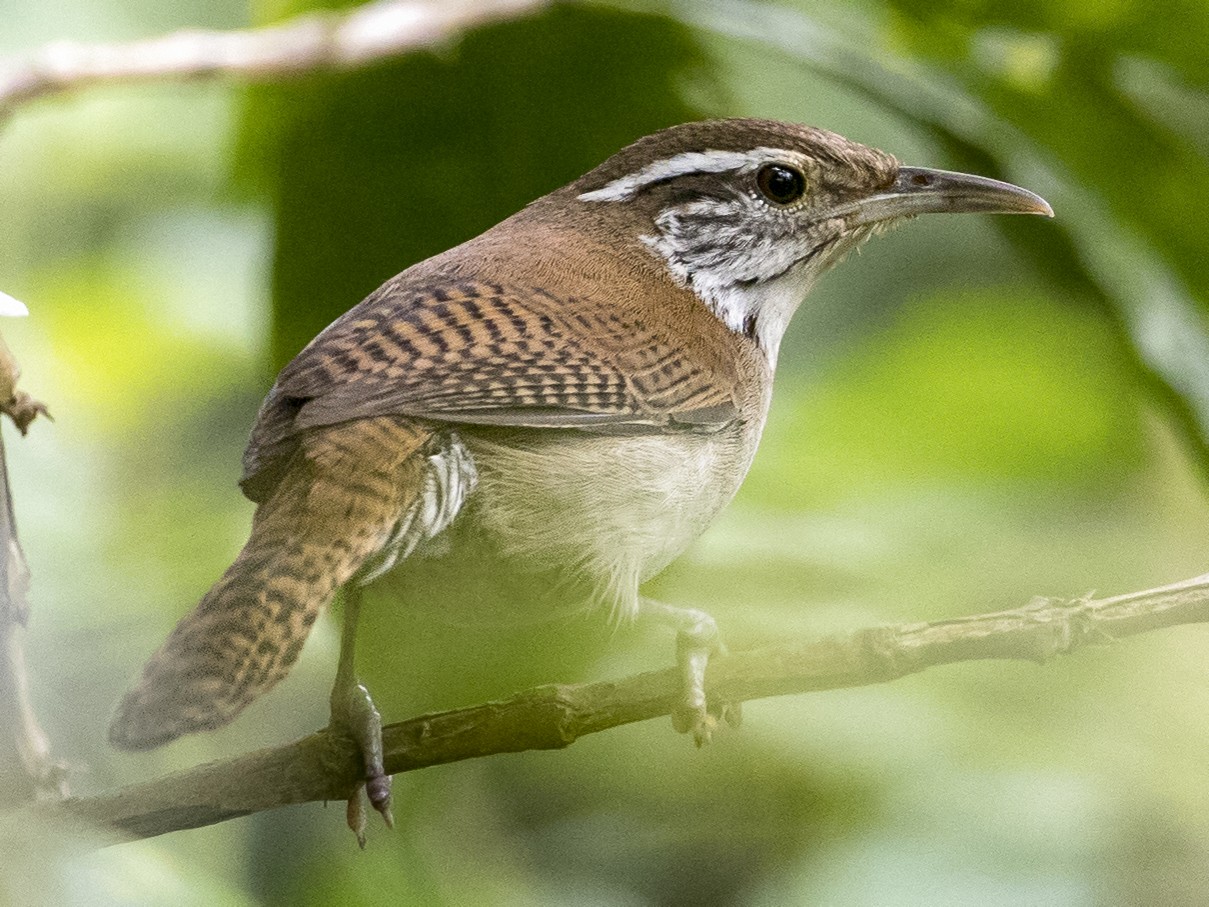 Niceforo's Wren - eBird