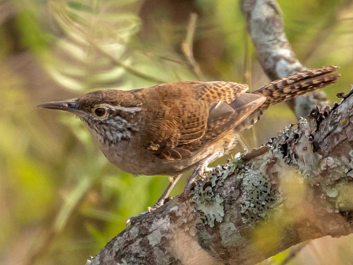 Niceforo's Wren - eBird