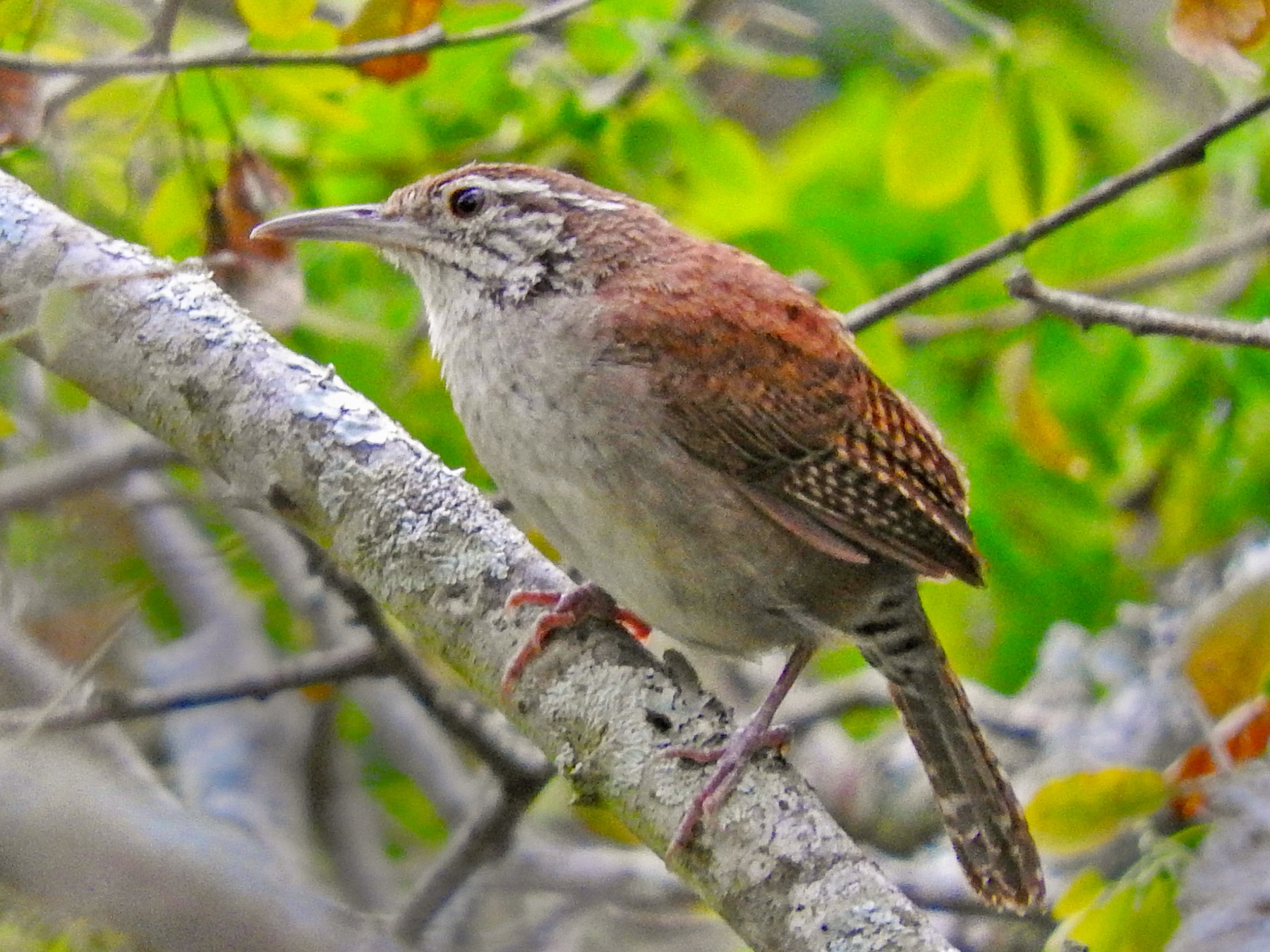 Niceforo's Wren - eBird