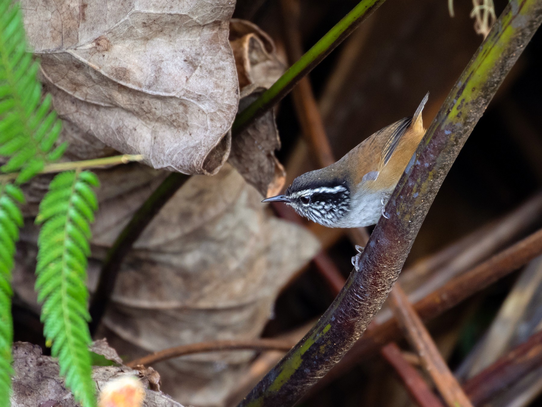 Hermit Wood-Wren - eBird