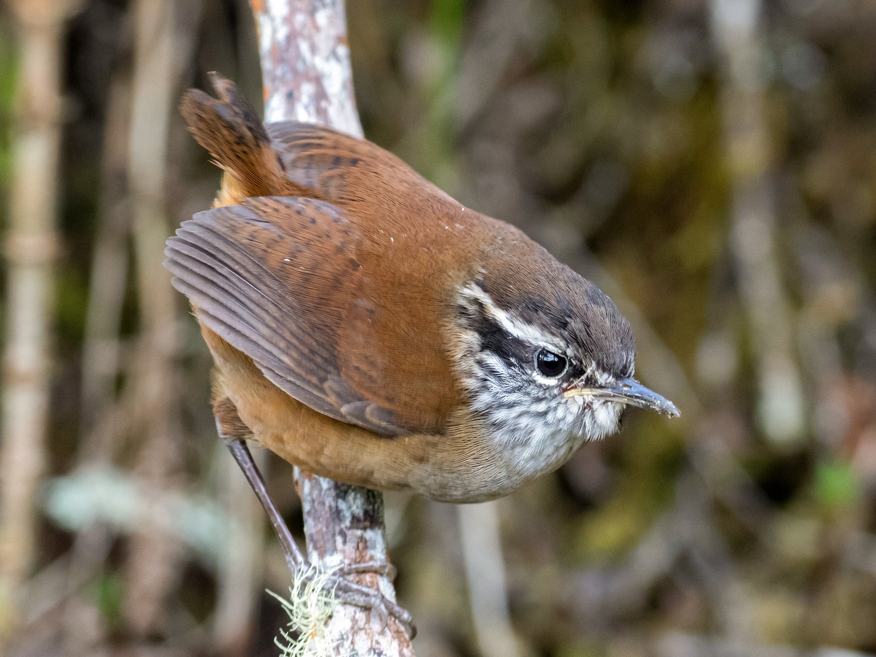 Hermit Wood-Wren - eBird