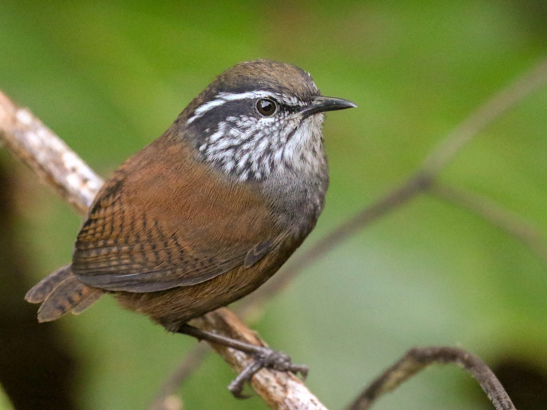 Munchique Wood-Wren - eBird